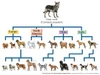 The Evolution of the Dog