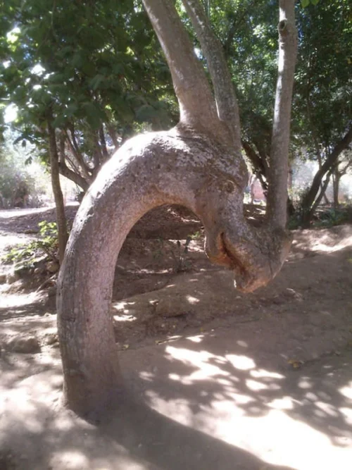 30 Trees That Look Like Something Else And Will Make You Look Twice