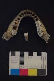 Oldest Human DNA Found in the UK Reveals Origins of Early Britons