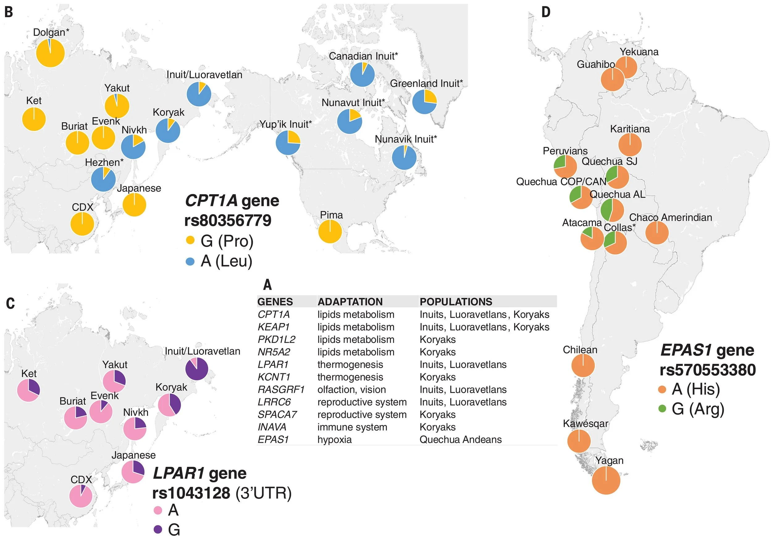 Tracing the First Americans: New DNA Study Reveals Epic Migration from ...