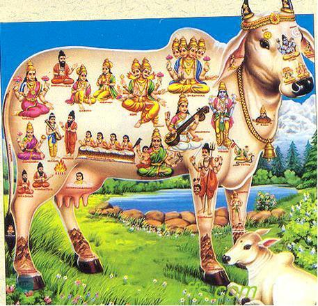 The Role of the Sacred Cow in Ancient Hinduism
