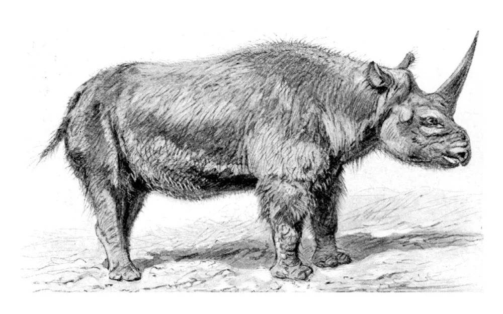When The Last "Siberian Unicorn" Lived on Earth is Now Known Thanks to ...