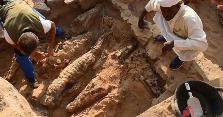 Archaeologists in Egypt Unearth 2,500-Year-Old Mummified Crocodiles