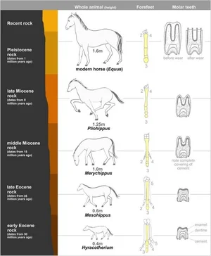 16,000 year-old Ice Age Horse Found During Utah Family