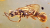 Scientists Discover Strange Creature "Beyond Imagination" in 99-Million ...