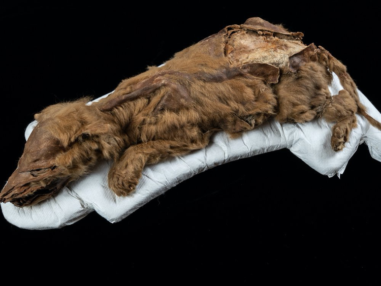 A 30,000-year-old baby woolly mammoth emerges from the permafrost in ...