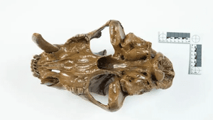 The last known sabertooth skull was discovered in Iowa, according to ...
