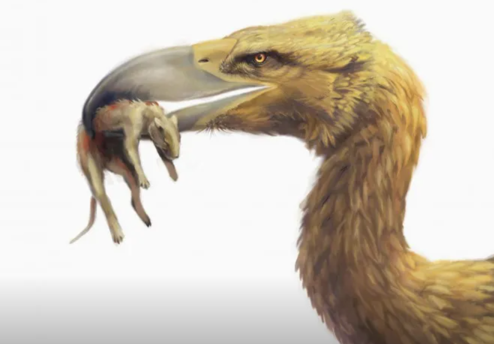 Terror birds: predators that can grow up to an incredible 10 feet tall ...