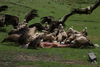 The Ancient Practice of Sky Burials in Tibet