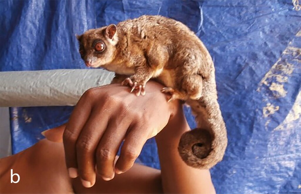 Marsupials Previously Thought Extinct for 6,000 Years Discovered: ‘A ...