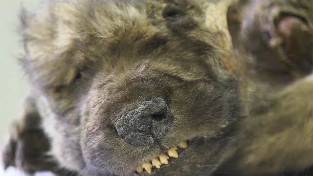 Mystery of 18,000-Year-Old ‘Puppy’ Found Frozen in Ice Solved by Scientists