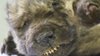 Mystery of 18,000-Year-Old ‘Puppy’ Found Frozen in Ice Solved by Scientists