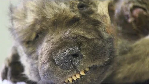 Mystery of 18,000-Year-Old ‘Puppy’ Found Frozen in Ice Solved by Scientists