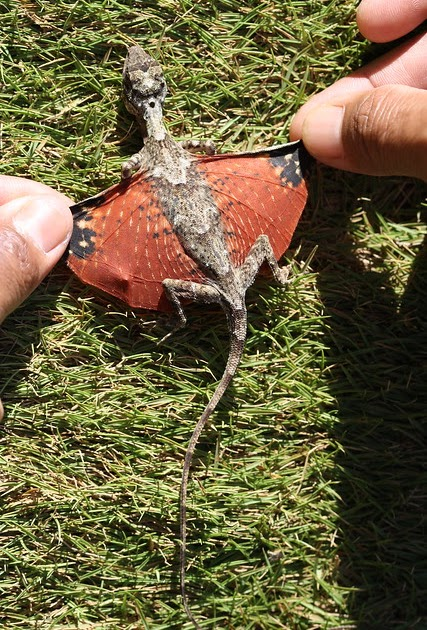 Flying Dragons Are Real — And They’re Even Cooler Than Myth