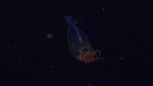 First-Ever Sighting of a Live Colossal Squid in Antarctic Waters