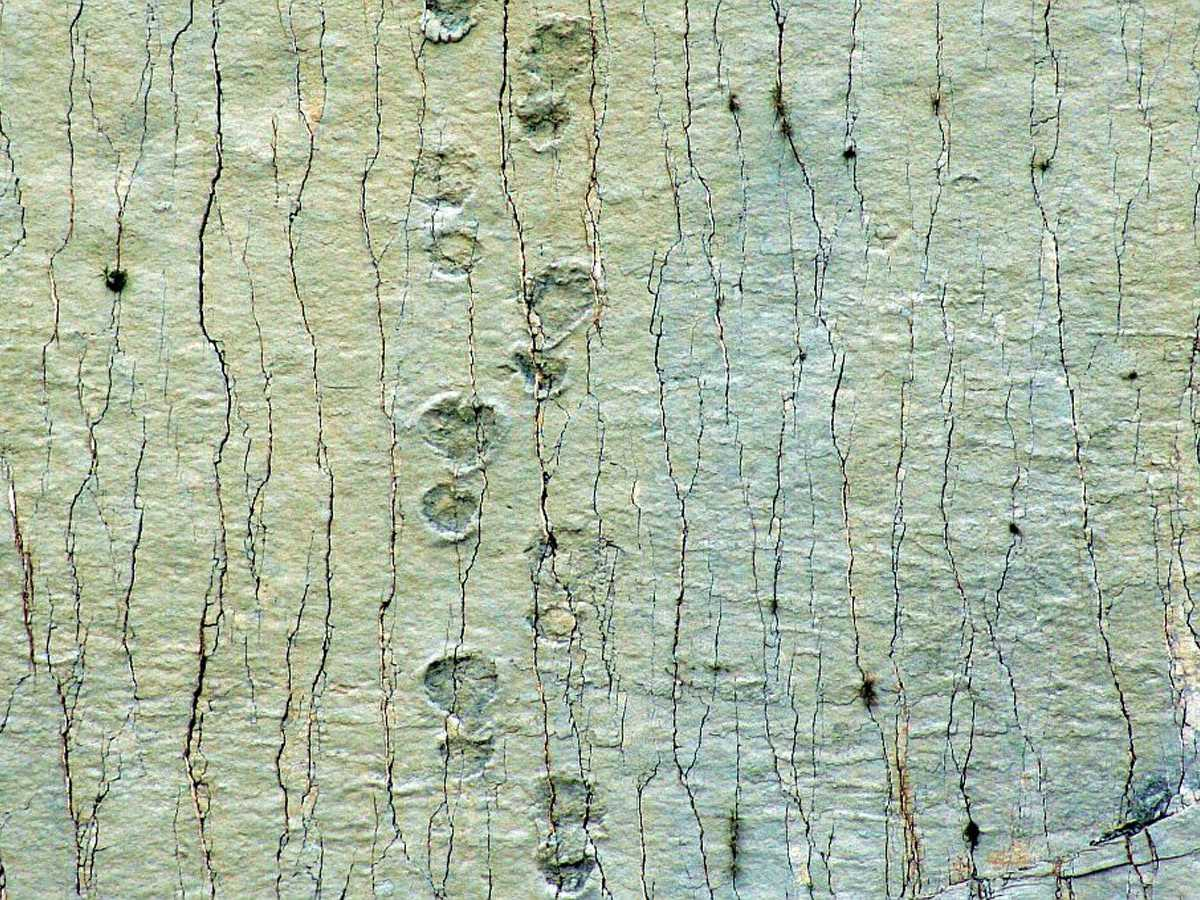 Limestone Wall In Bolivia Has Over 5000 Dinosaur Footprints Belonging ...
