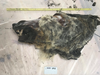 In Siberian permafrost, a perfectly preserved 32,000-year-old wolf head ...