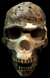 Skhul Cave: Levantine Neanderthal-Human Hybrids?