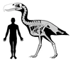 Terror birds: predators that can grow up to an incredible 10 feet tall ...