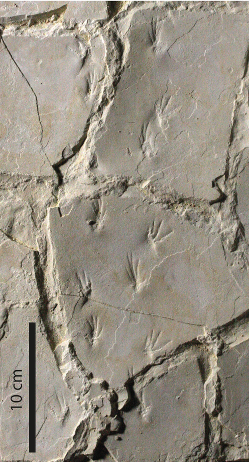 Potential "Holy Grail" of Pterosaur Research: Footprint Discoveries