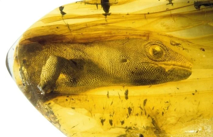 This Gecko Has Been Trapped In Amber For 100 Million Years