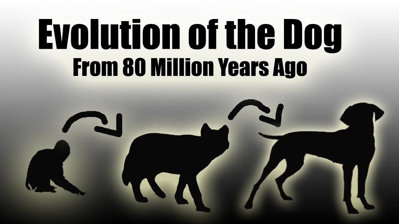 The Evolution of the Dog