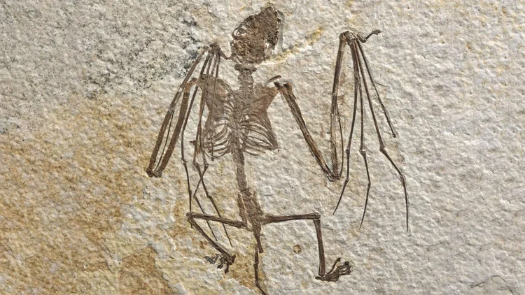 Oldest Bat Skeletons Help Identify New Extinct Bat Species