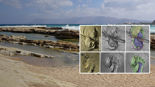 Stunning Discovery: 6-Million-Year-Old Human Ancestor Footprints Found ...