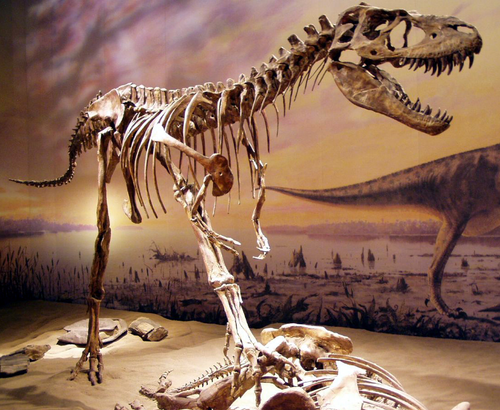 Researchers Discover Soft Tissue in Bones of a 75-Million-Year-Old Dinosaur