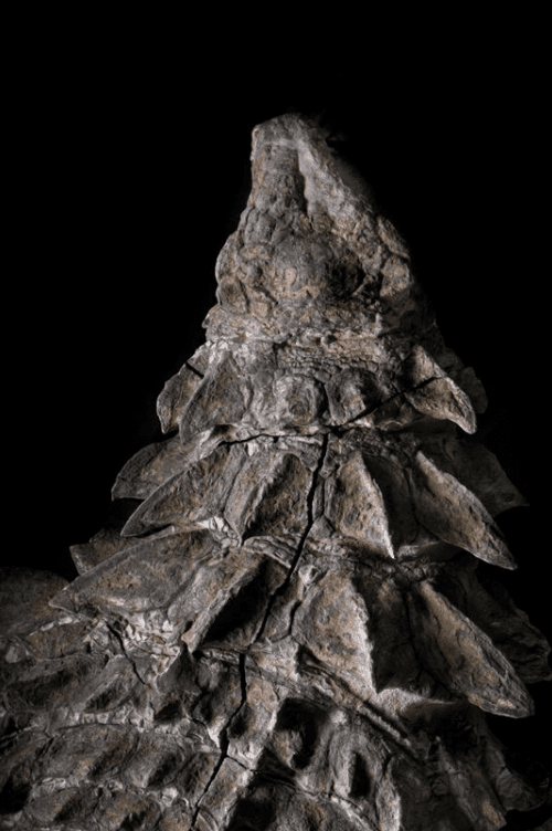 Nodosaur Dinosaur ‘Mummy’ Unveiled With Skin And Guts Intact In Canada