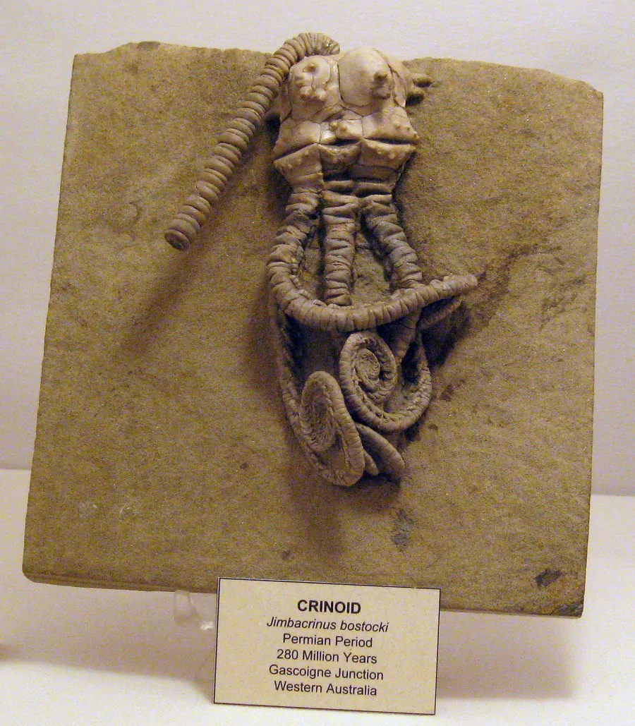 The Fossils of Jimbacrinus Crinoid: A Glimpse into Prehistoric Marine Life