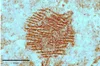 Neanderthal Fingerprint Found on Ancient Art May Be the Oldest Human ...