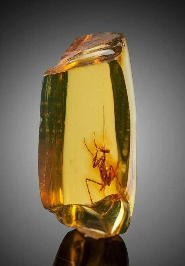 99 Million-Year-Old Insects Stuck in Amber Reveal An Ancient World Of ...