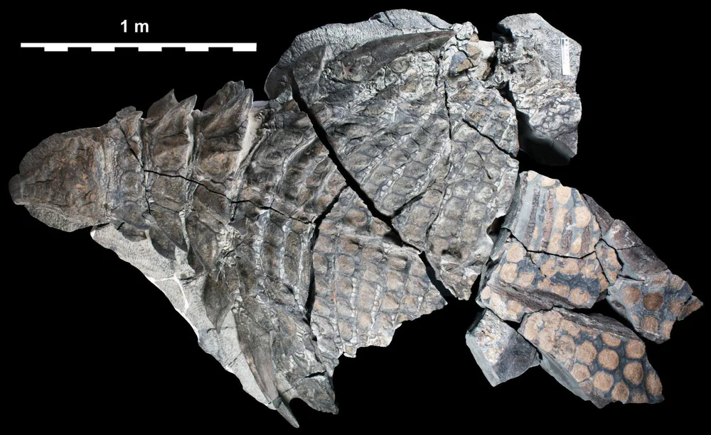 110-million-year-old Dinosaur very well preserved discovered ...