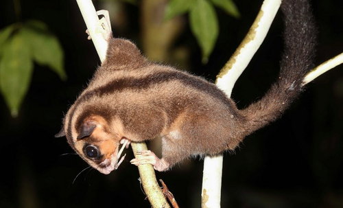 Marsupials Previously Thought Extinct for 6,000 Years Discovered: ‘A ...