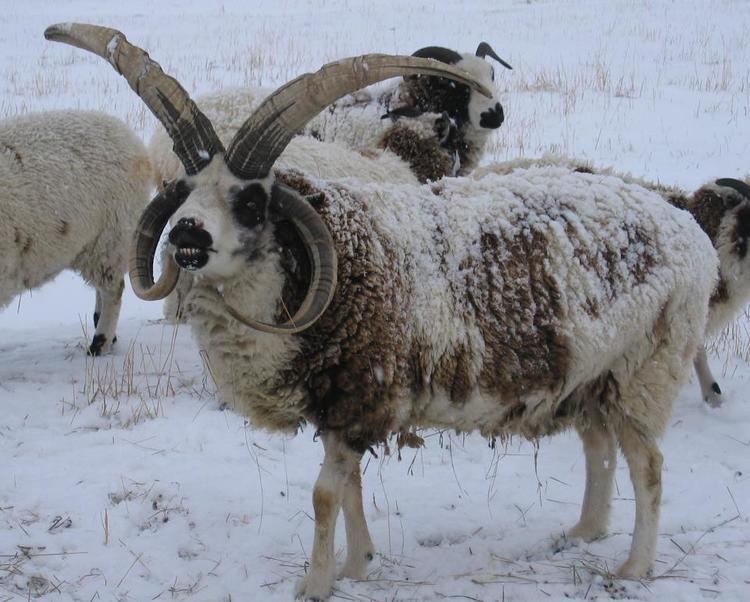 Ancient Viking Sheep Return: The Four-Horned Survivors of Britain’s Past
