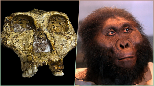 2-million-year-old Hominid Fossils Reveal Oldest Human Genetic Data ...