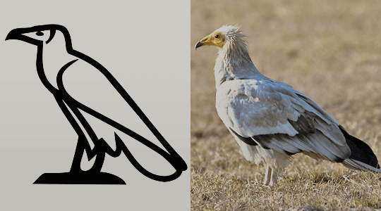 The Evolution of the Letter "A": From Hieroglyphics to Latin "Alpha"