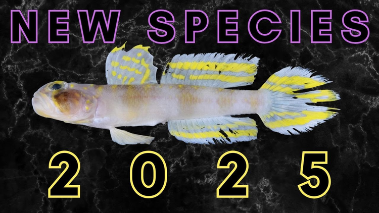 25 New Species Described in 2025