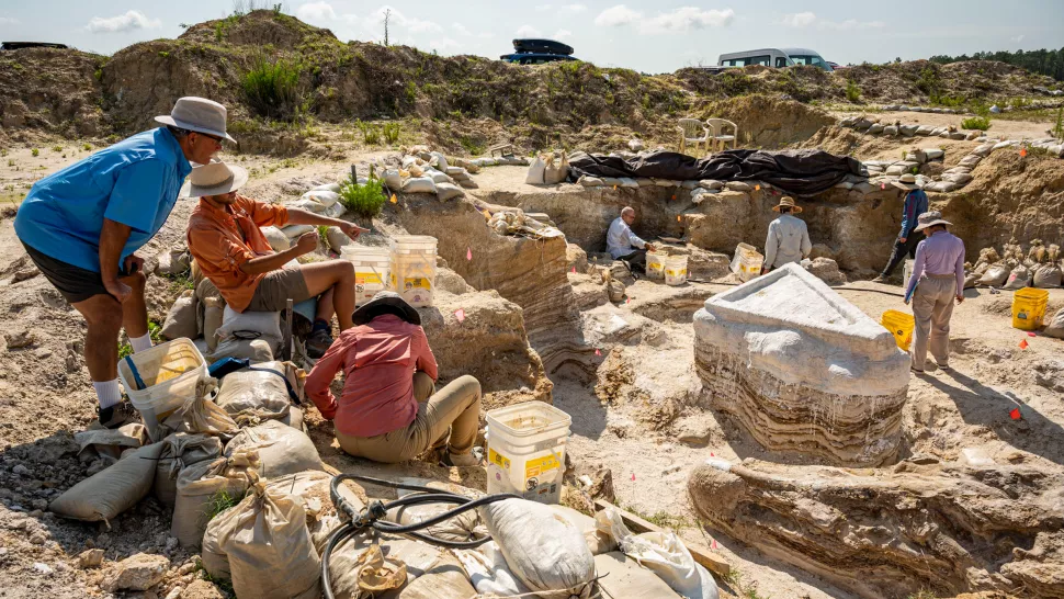Elephant burial about 6 million years old discovered in Florida