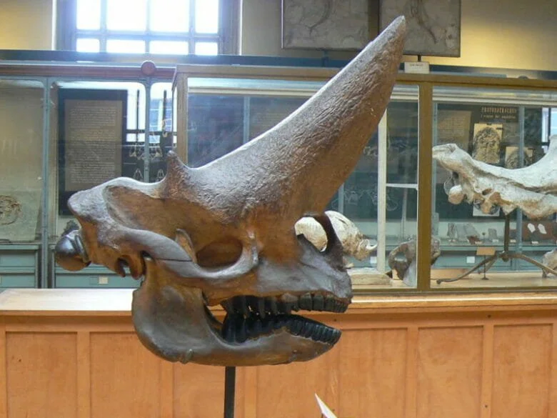 Arsinoitherium: Ancient Elephant Relatives But The Body Is A Giant ...