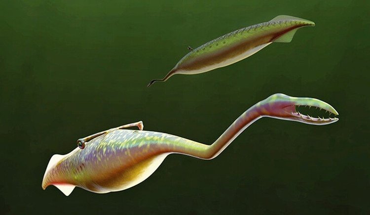 The Most Alien-like Creature Ever Found Left Scientists Puzzled After ...