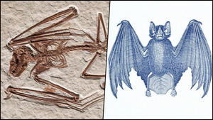 53-million-years-old bat skeletons provide new insight into early ...