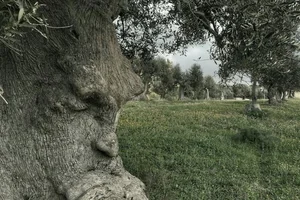 A very peculiar and amazing miracle of nature: the Thinking Tree in Puglia