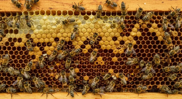 The Ancient Bee-Keepers of Anatolia