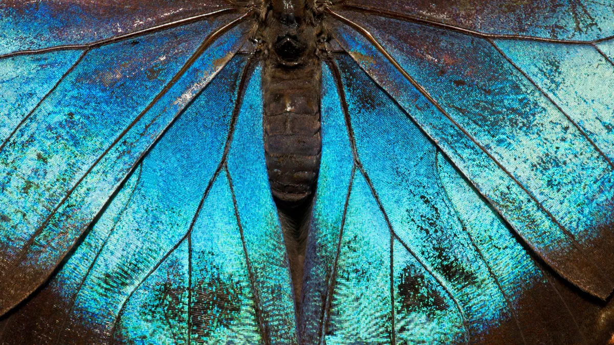 In North America, 100 million years ago, prehistoric moths gave rise to all butterflies