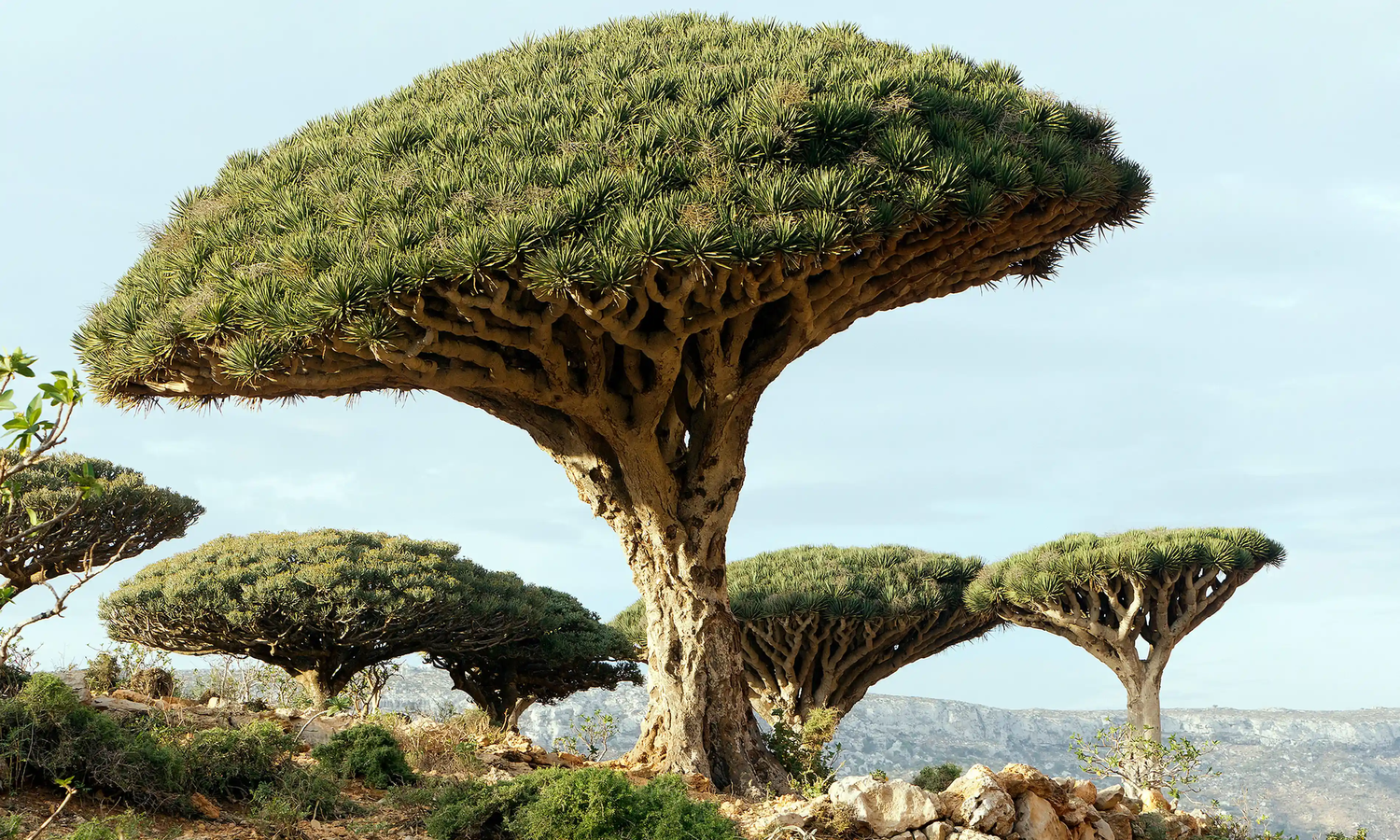 Dragon Blood Tree: These centuries-old trees ‘bleed’