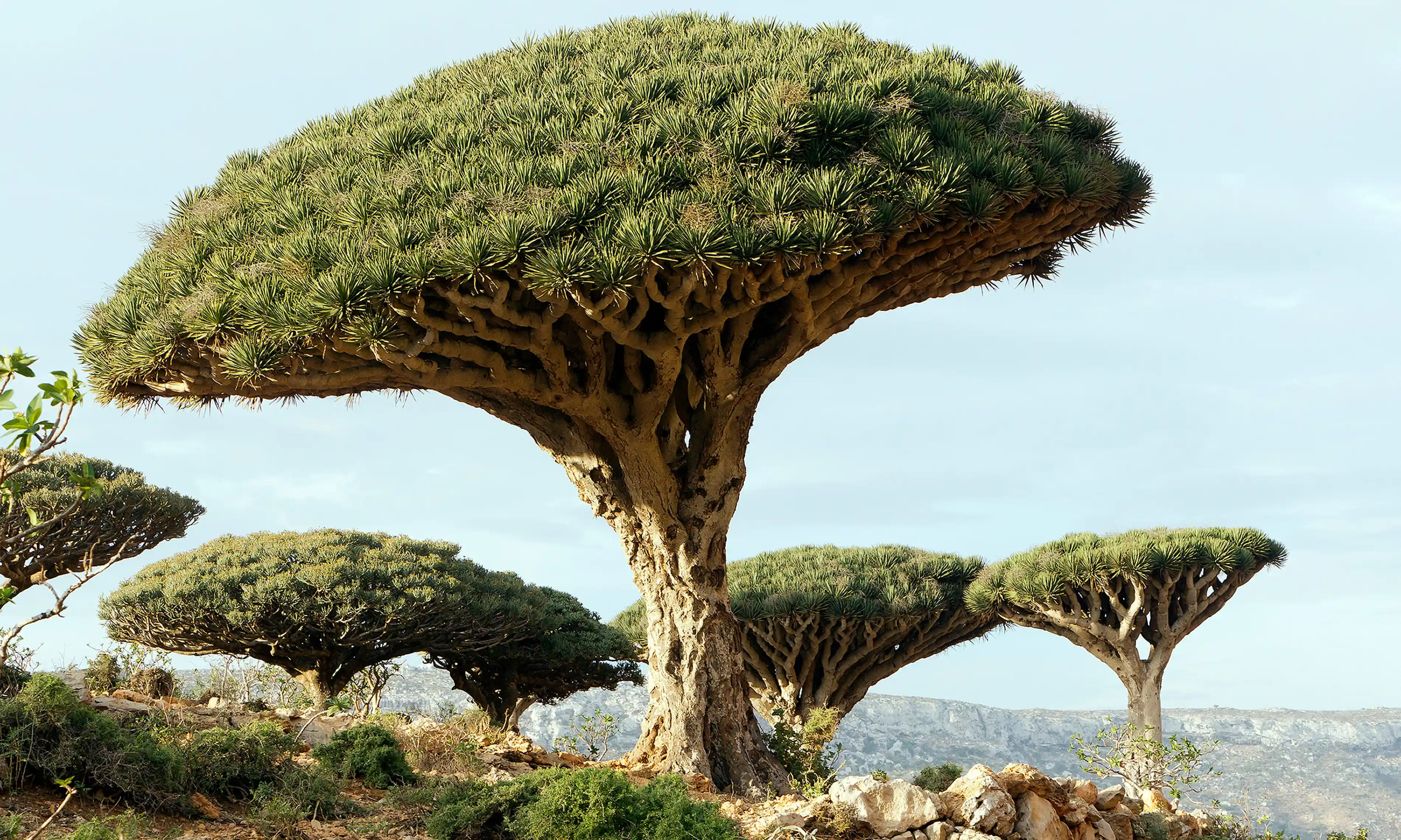 Dragon Blood Tree: These centuries-old trees ‘bleed’
