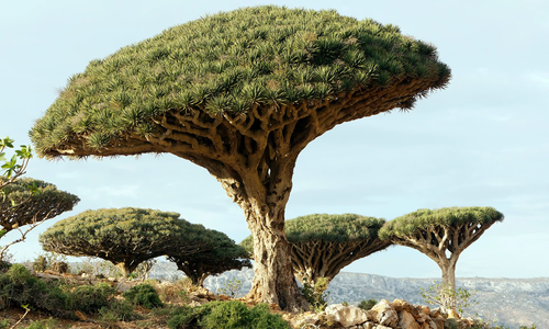 Dragon Blood Tree: These centuries-old trees ‘bleed’