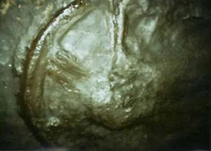 Enigmatic Ancient Wheel: The 300-Million-Year-Old Wheel and Anomalous ...